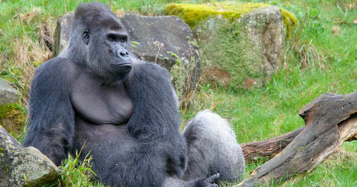 Banjoko (17) is de nieuwe gorillaleider in de Apenheul