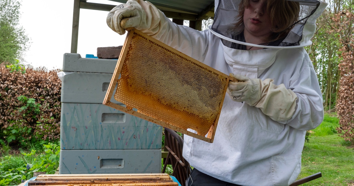 Thor (12) is imker: 'Aardige bijen kun je zelfs aaien'