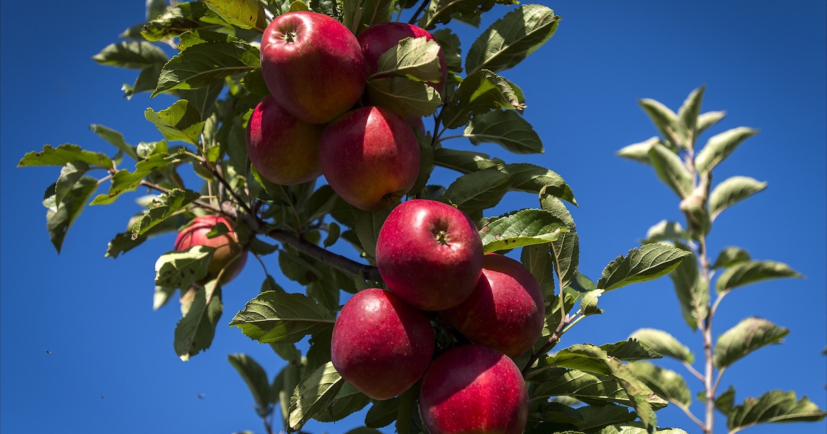 Uitdrukking uitgelegd: 'De appel valt niet ver van de boom'