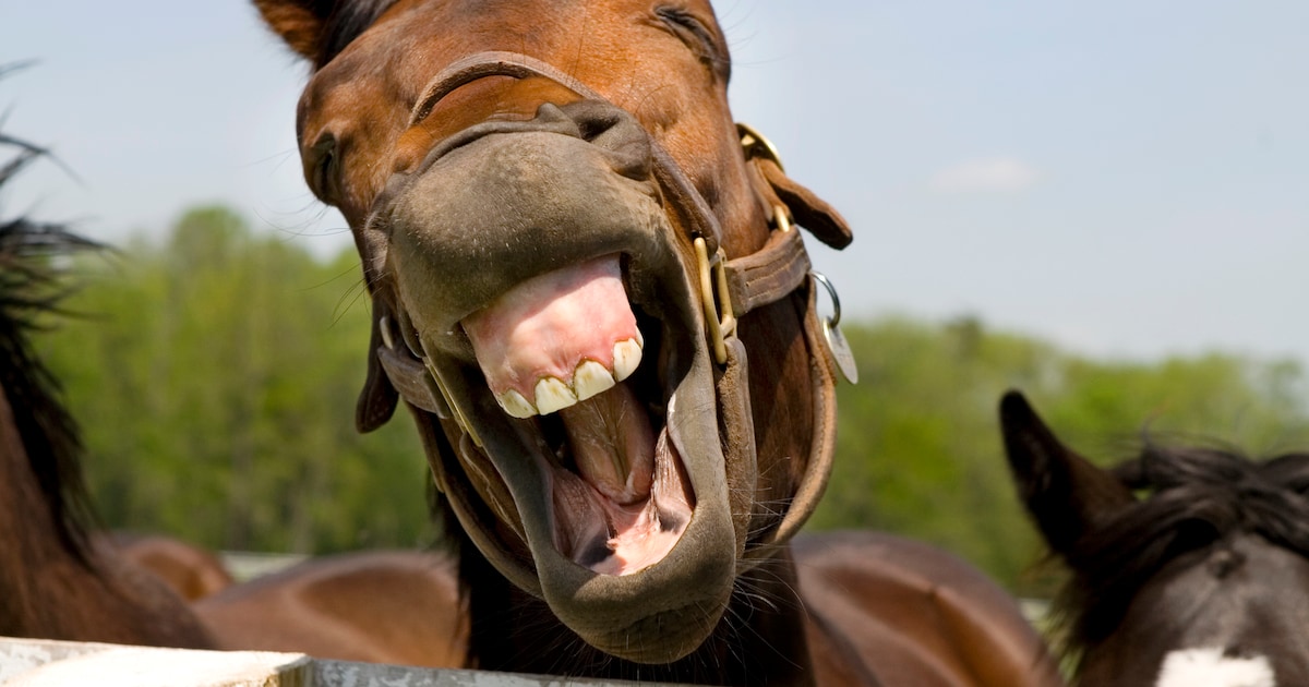 Uitdrukking uitgelegd: 'Een gegeven paard moet je niet in de bek kijken'