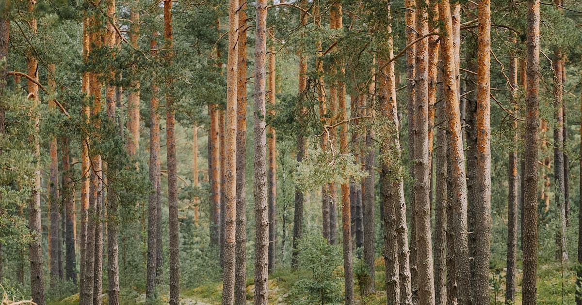 Uitdrukking uitgelegd: 'Door de bomen het bos niet meer zien'