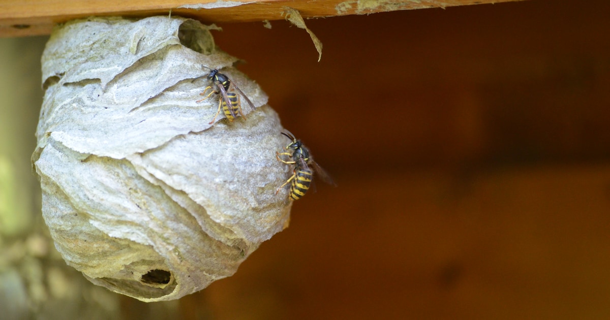Het is het jaar van de wesp! Wist je dit al over het zwart-gele insect?