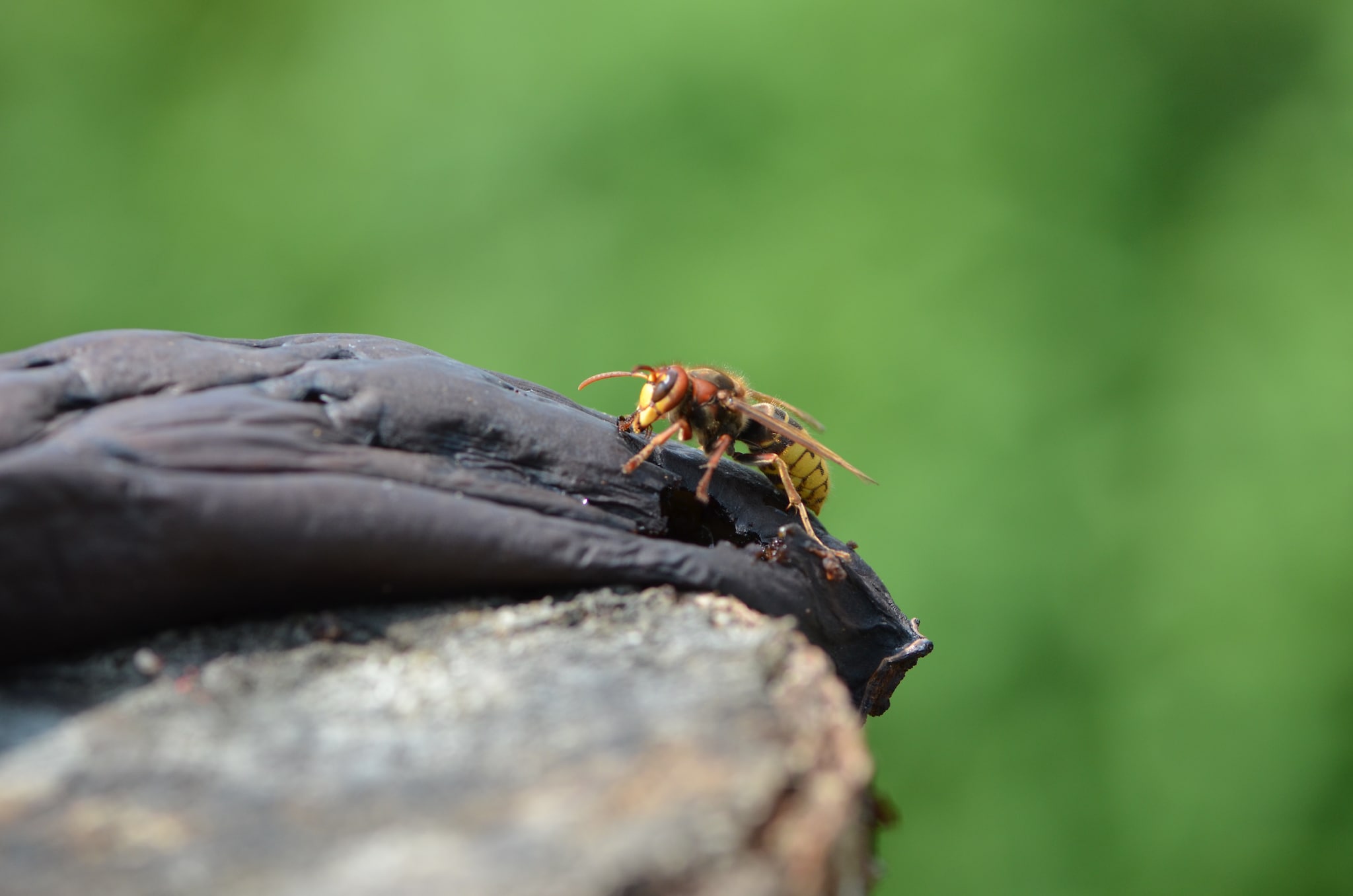 Het is het jaar van de wesp! Wist je dit al over het zwart-gele insect?