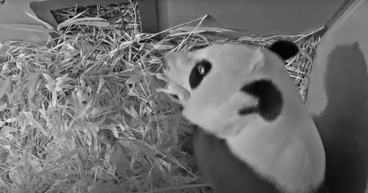 Geboortenieuws in Ouwehands Dierenpark: weer een pandajong geboren