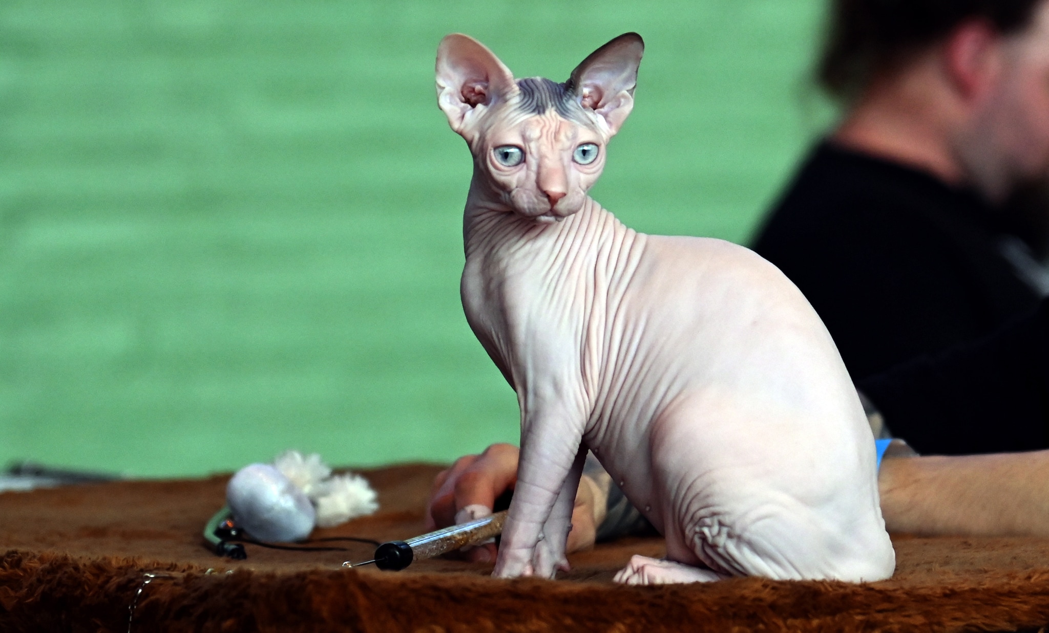 Deze zes dieren zijn altijd in hun blootje