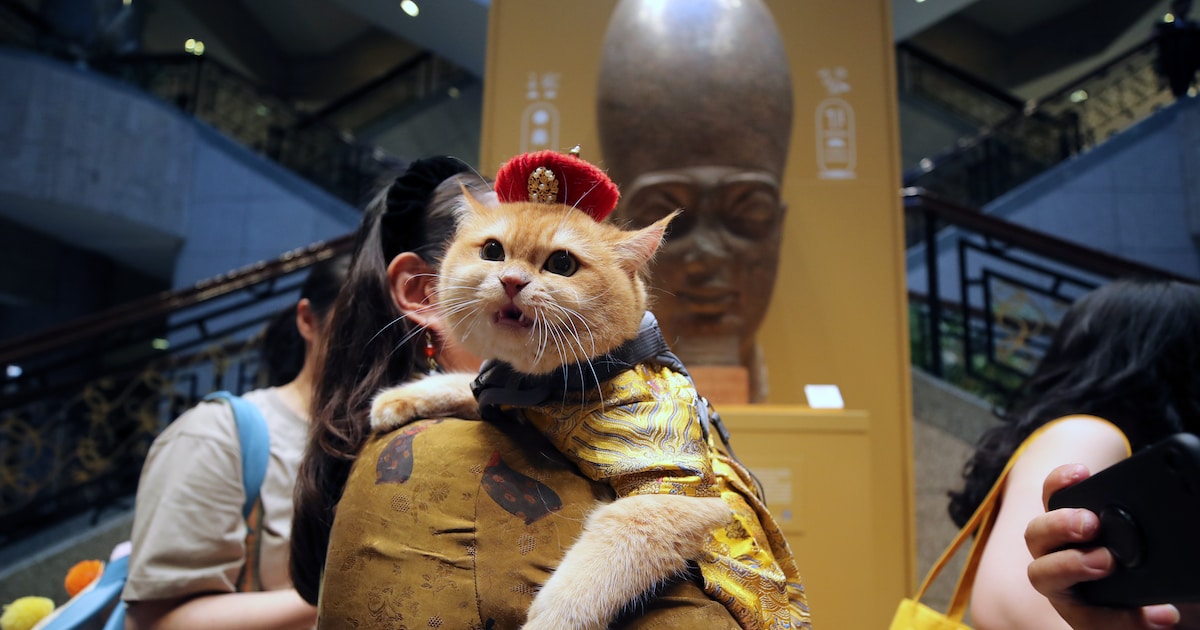 Miauwen in het museum: katten kunnen naar tentoonstelling in China