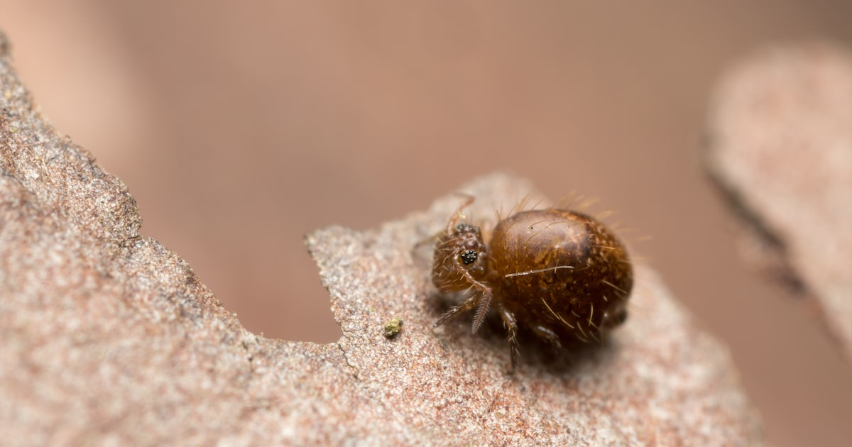 Dit is de bolvormige springstaart: De salto kampioen van de natuur