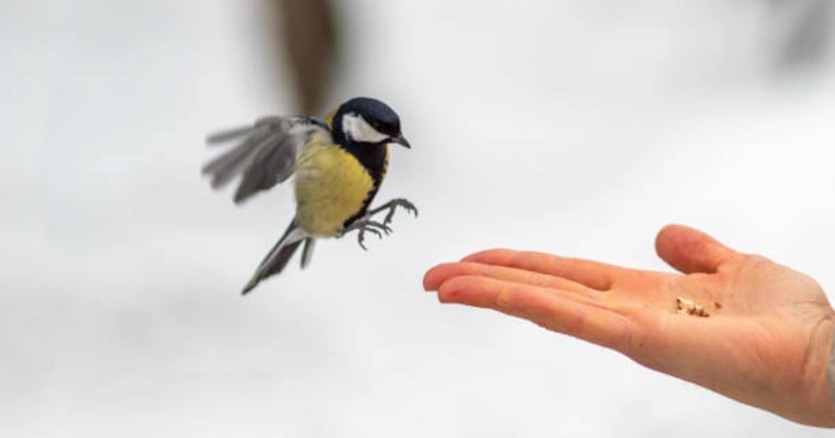 Uitdrukking uitgelegd: 'Beter één vogel in de hand dan tien in de lucht'