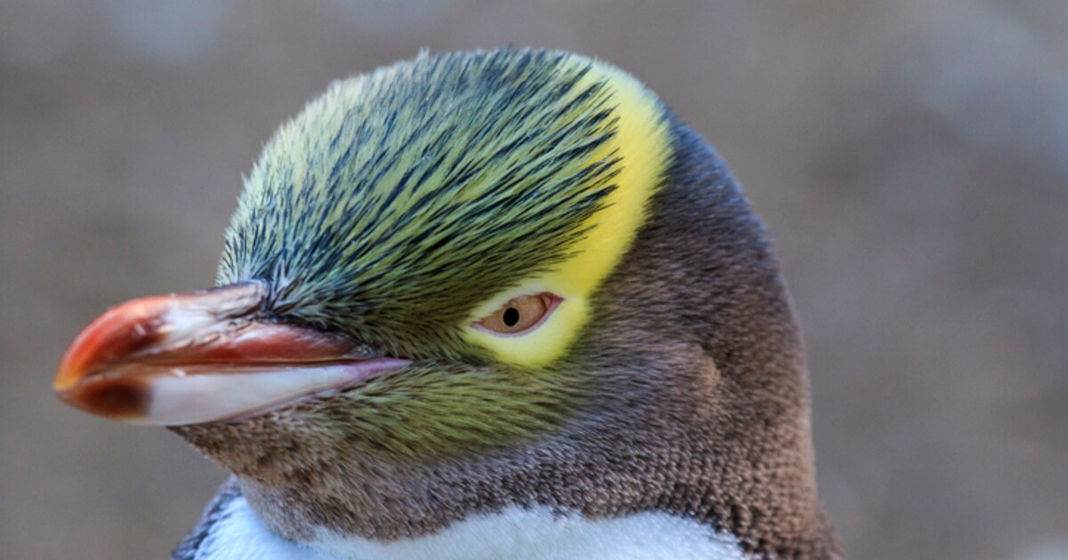 Hoiho Pinguïn: Stinkende Kampioen van Vogelverkiezing