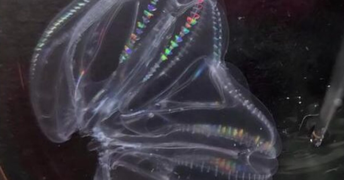 Twee gewonde kwallen versmelten met elkaar tot één gezond kwal