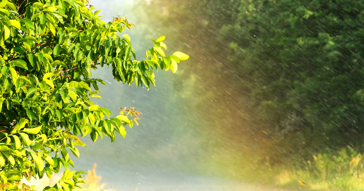 Uitdrukking uitgelegd: ‘Na regen komt zonneschijn’ - Kidsweek