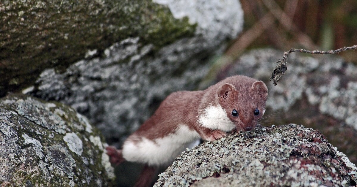 Waar is het fijn voor de hermelijn? - Kidsweek