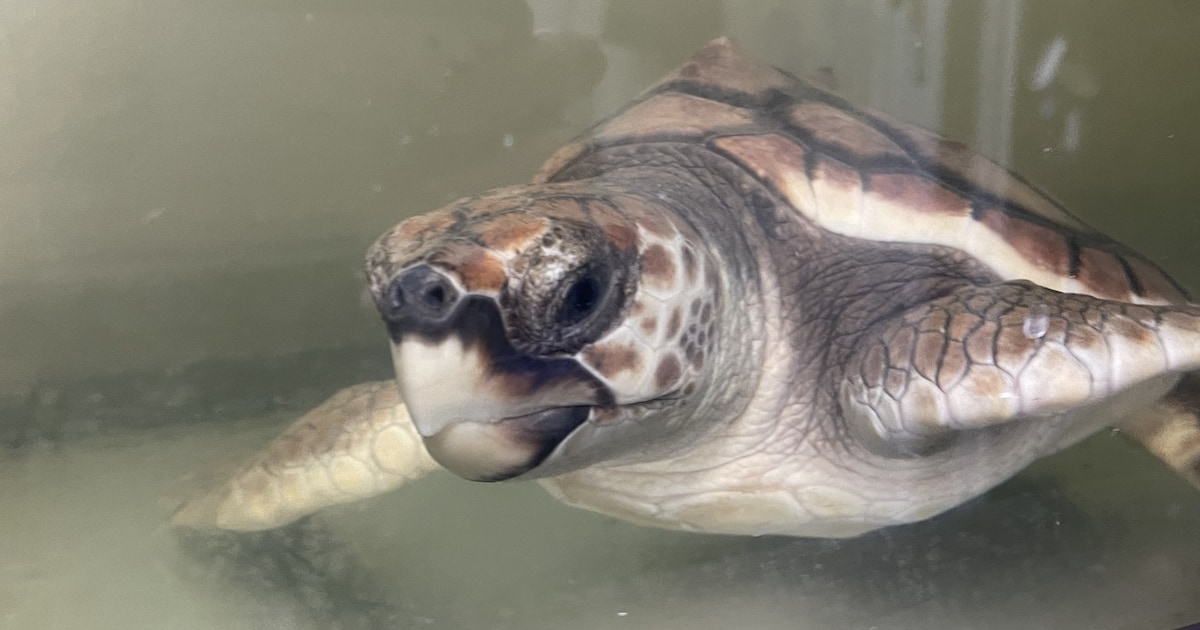 Barnacle Bill klaar voor terugreis - Kidsweek