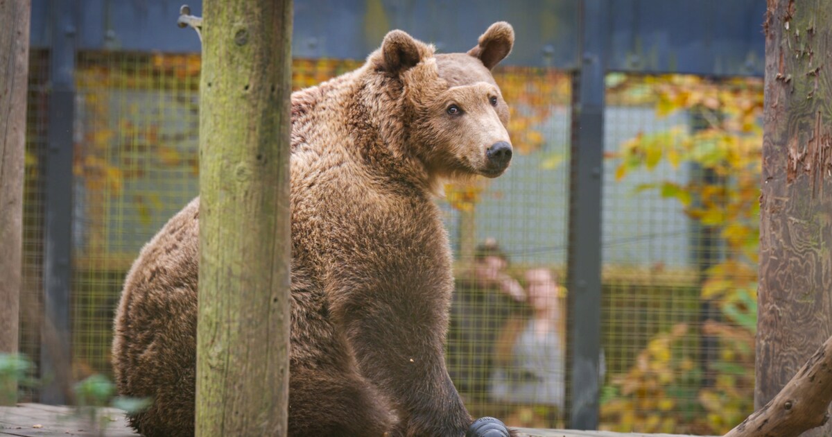 Boki de beer maakt een beresterk herstel - Kidsweek
