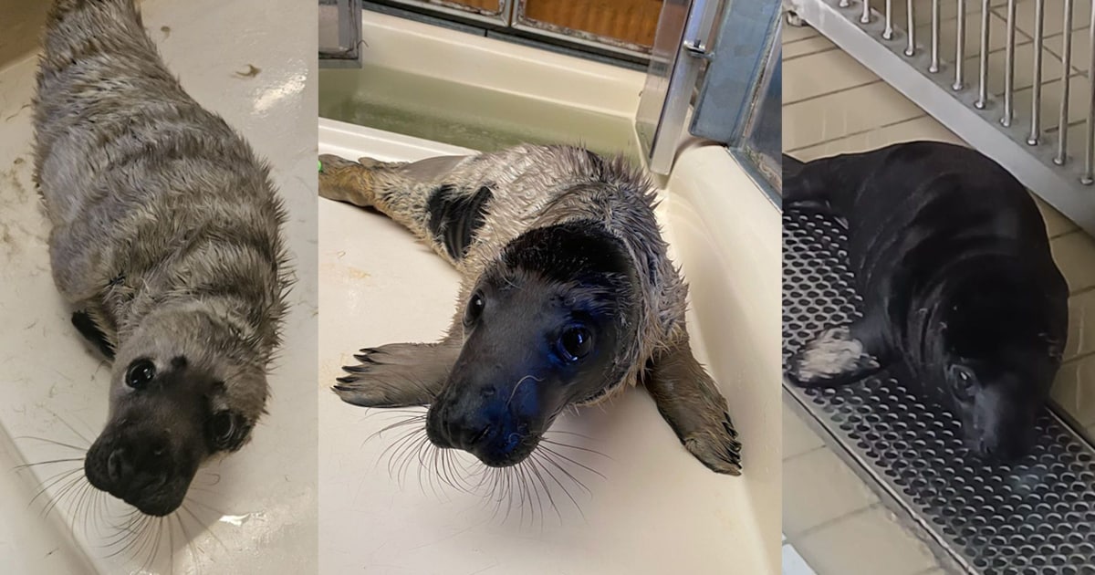 Zeldzame zwarte zeehond Ebbie opgevangen in Pieterburen - Kidsweek