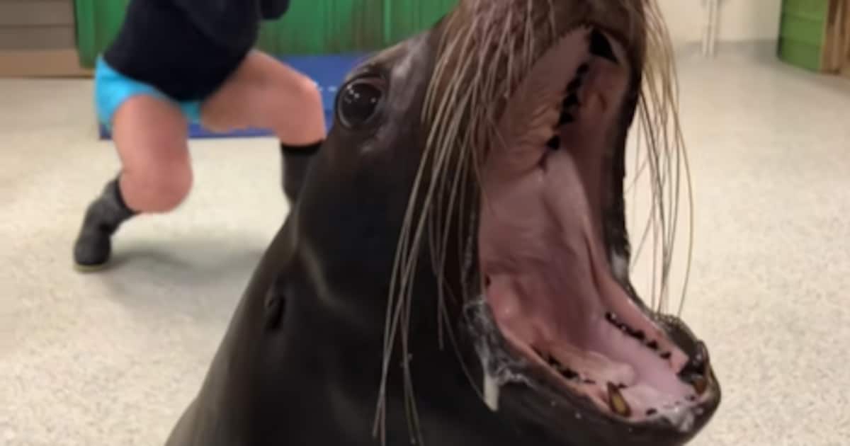 Zeeleeuw danst erop los - Kidsweek