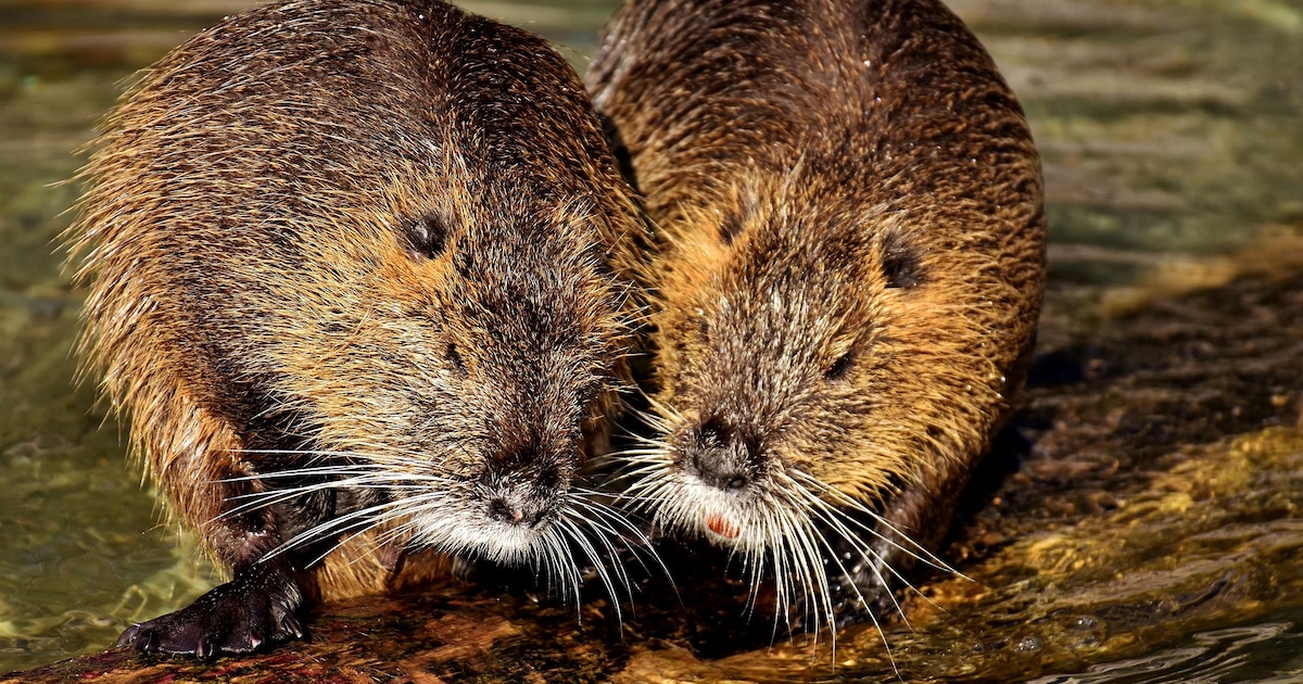 Bevers in Tsjechië nemen werk van bouwers over en bouwen dam - Kidsweek