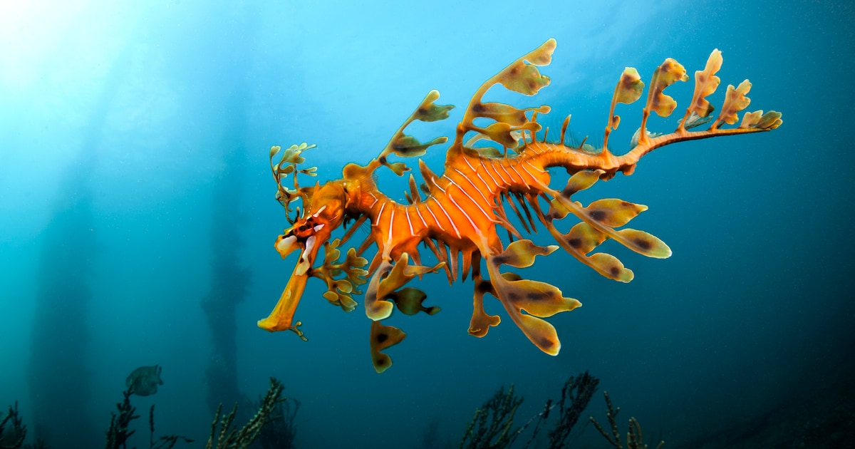 Zeedraak draagt eitjes met zich mee - Kidsweek