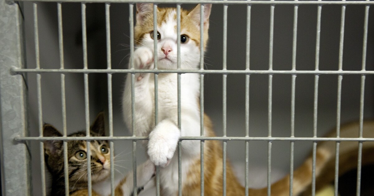 Wat vind jij: Wat is jouw oplossing voor dieren zonder vakantieoppas? - Kidsweek