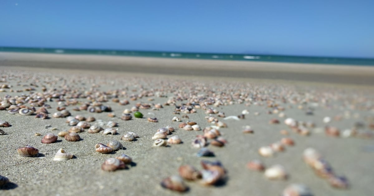 Alles wat je altijd al wilde weten over schelpen - Kidsweek