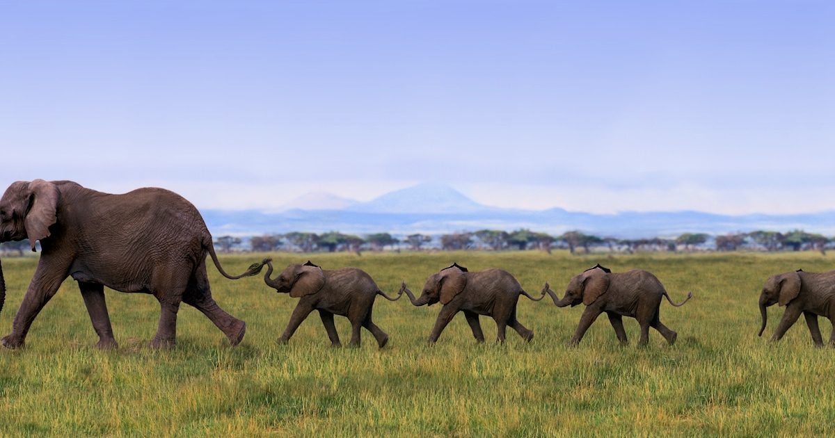 Het is Dag van de Olifant: 3x uitdrukkingen met olifant uitgelegd ...