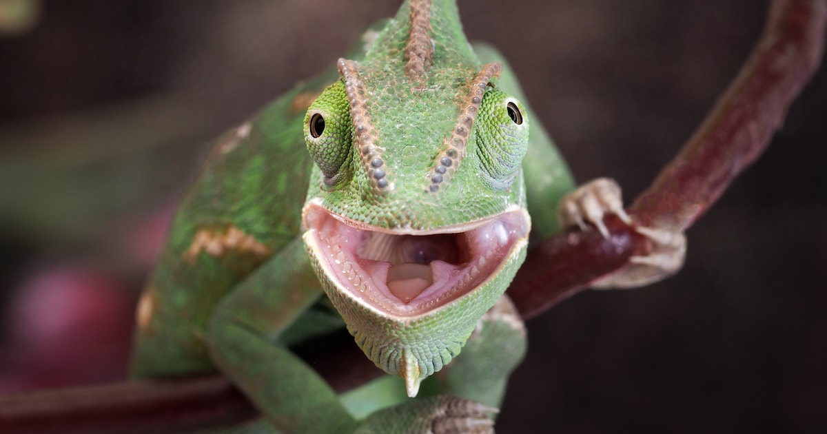 Het is Hagedissendag: 5 weetjes over deze reptielensoort - Kidsweek