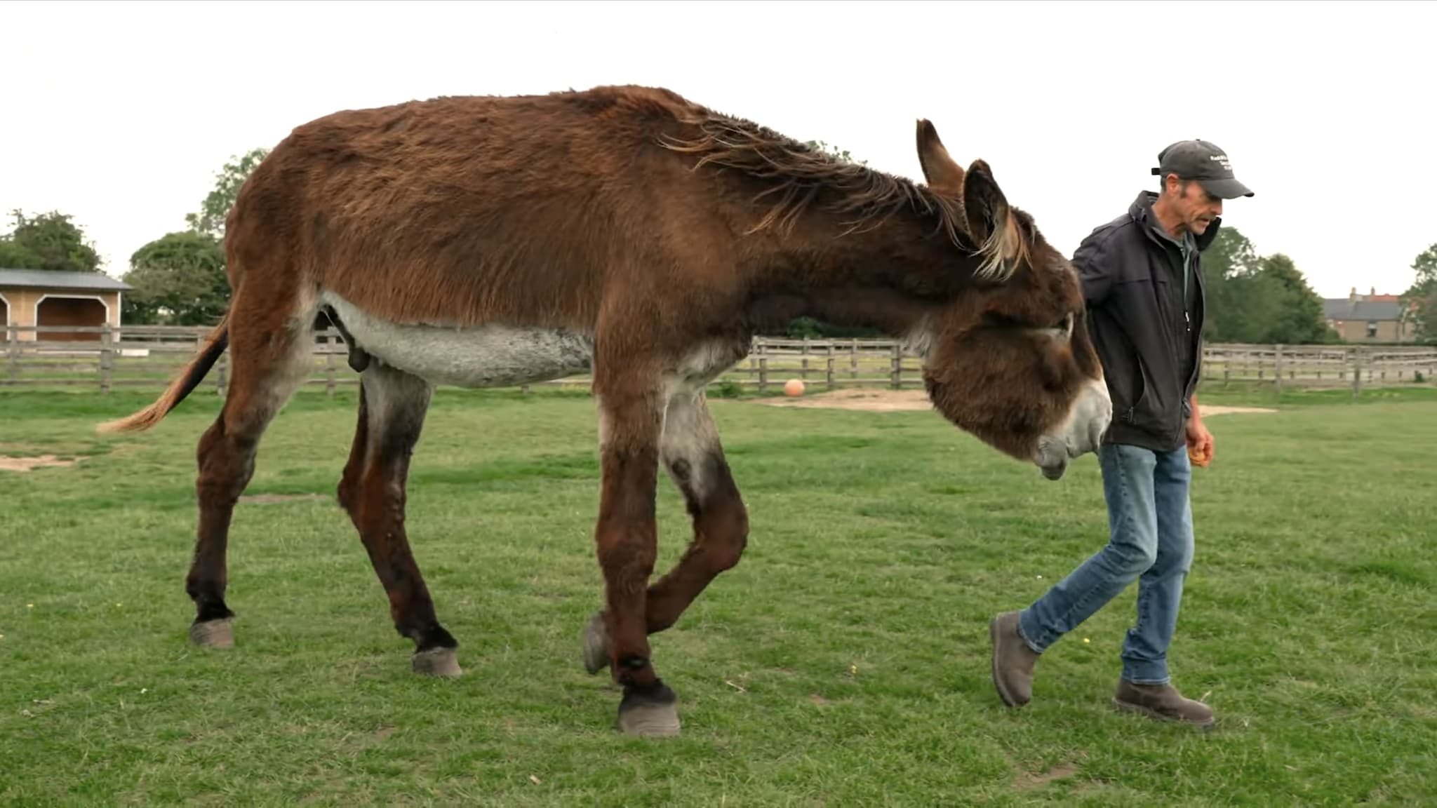 Twee ezels op hetzelfde erf breken records - Kidsweek