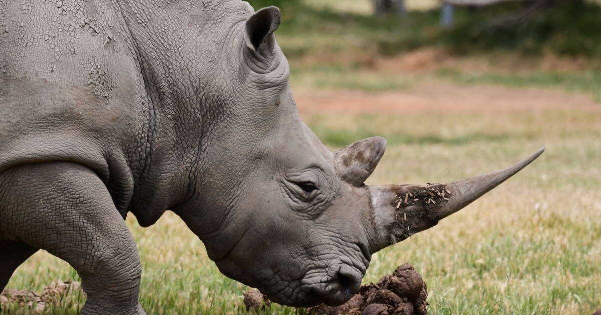 Wetenschappers gebruiken poep van dieren voor medicijnen - Kidsweek