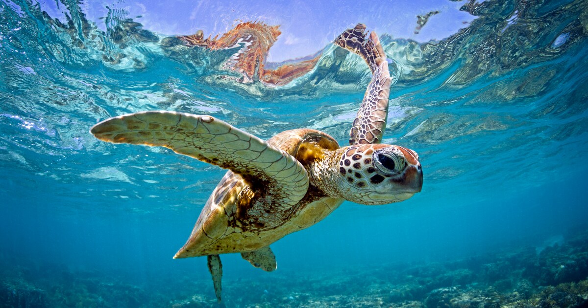 Groene zeeschildpad gered van uitsterven - Kidsweek