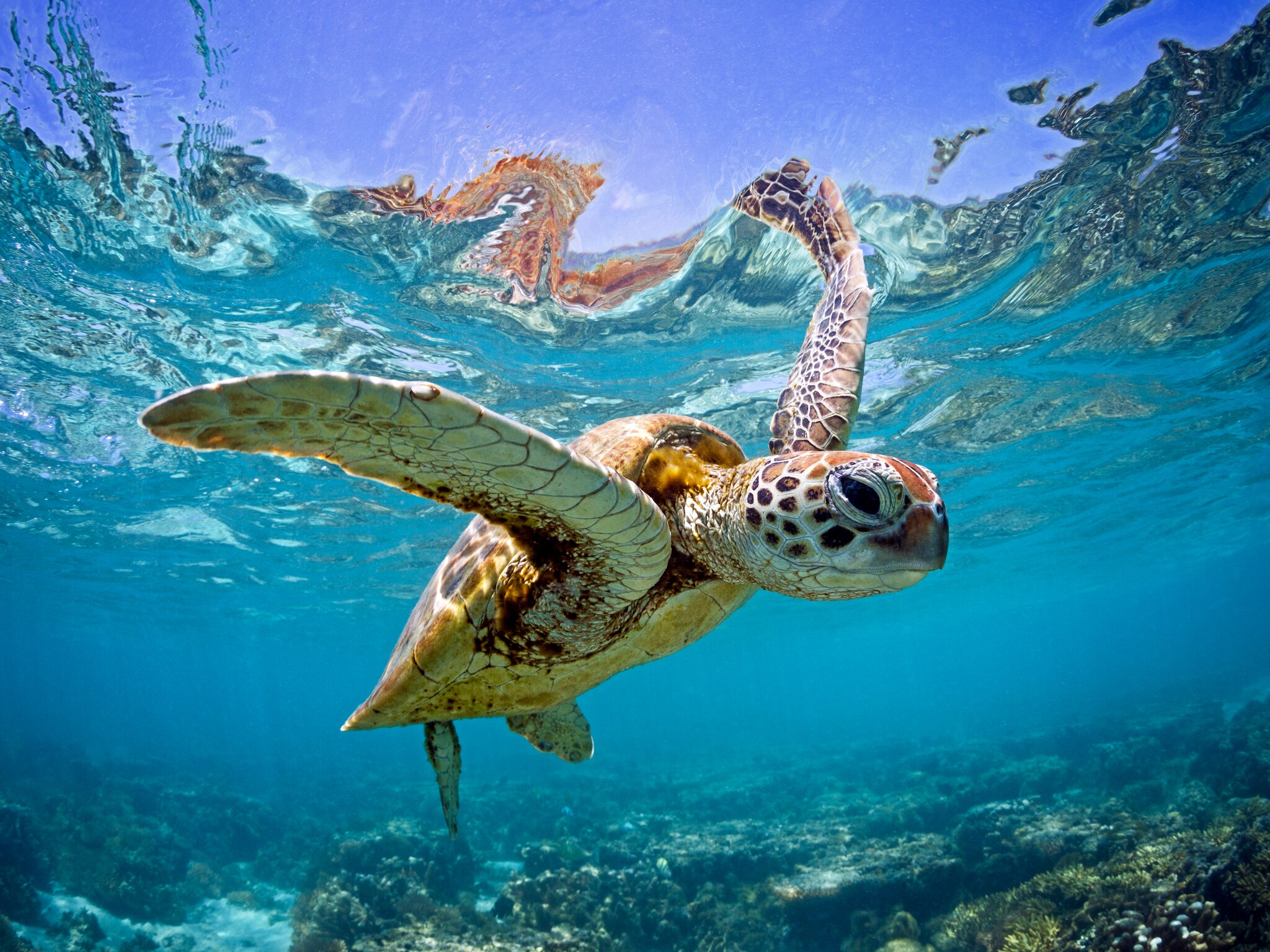 Waarom is het stempotlood rood? Weetjes over stemmen - Kidsweek