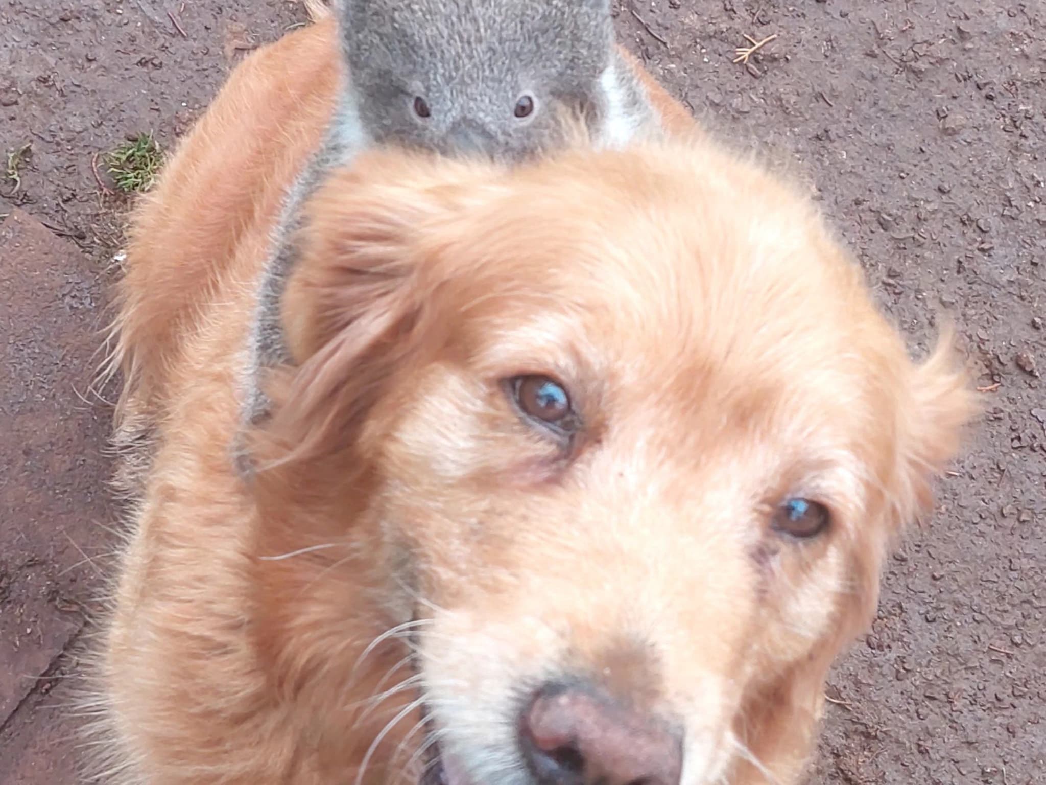 Uitdrukking uitgelegd: 'De hond in de pot vinden'