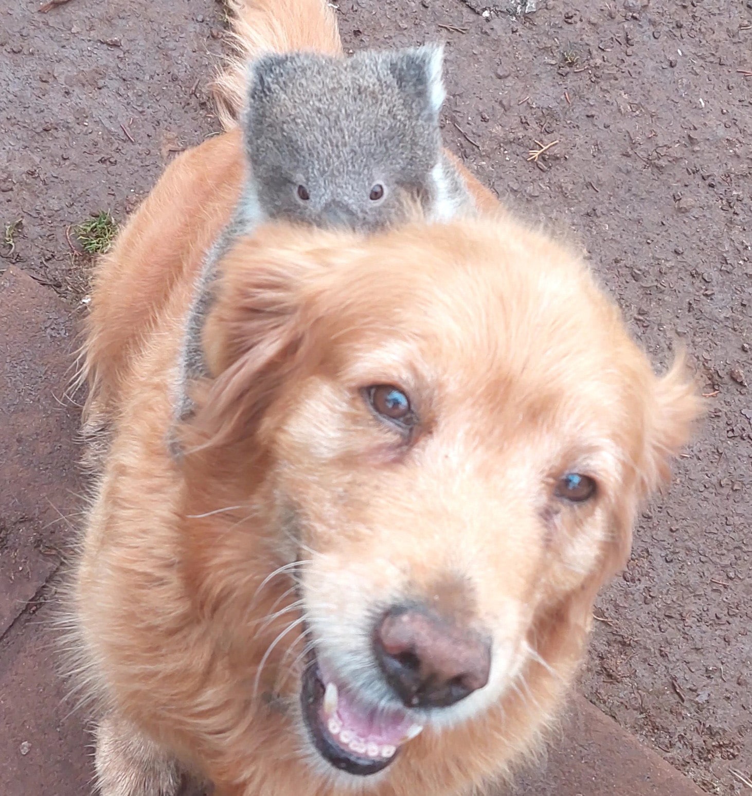Baby-koala maakt ritje op rug van hond - Kidsweek