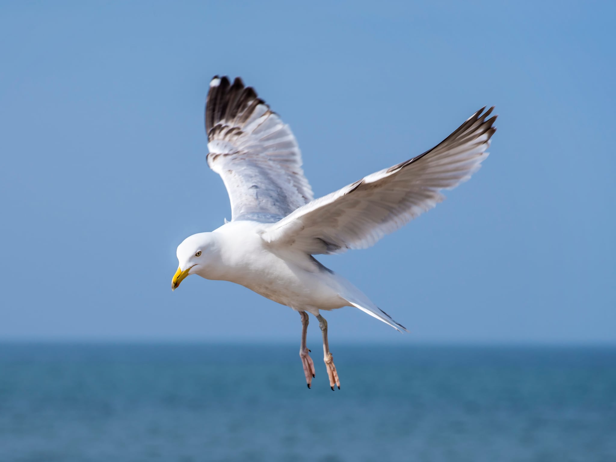 Uitdrukking uitgelegd: ‘Als de kat van huis is, dansen de muizen op tafel.’