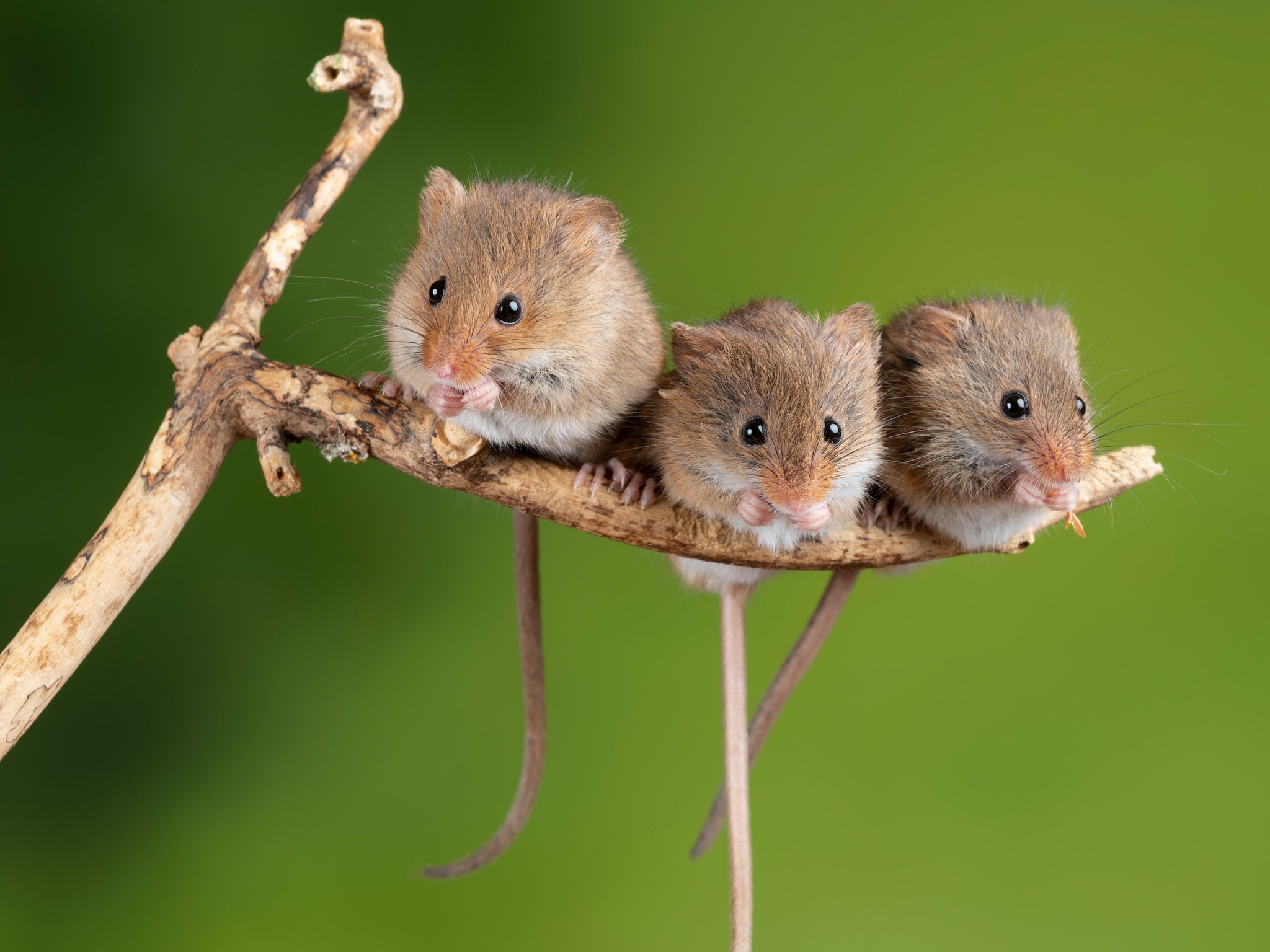 Deze helden kwamen in verzet tijdens de slavernij