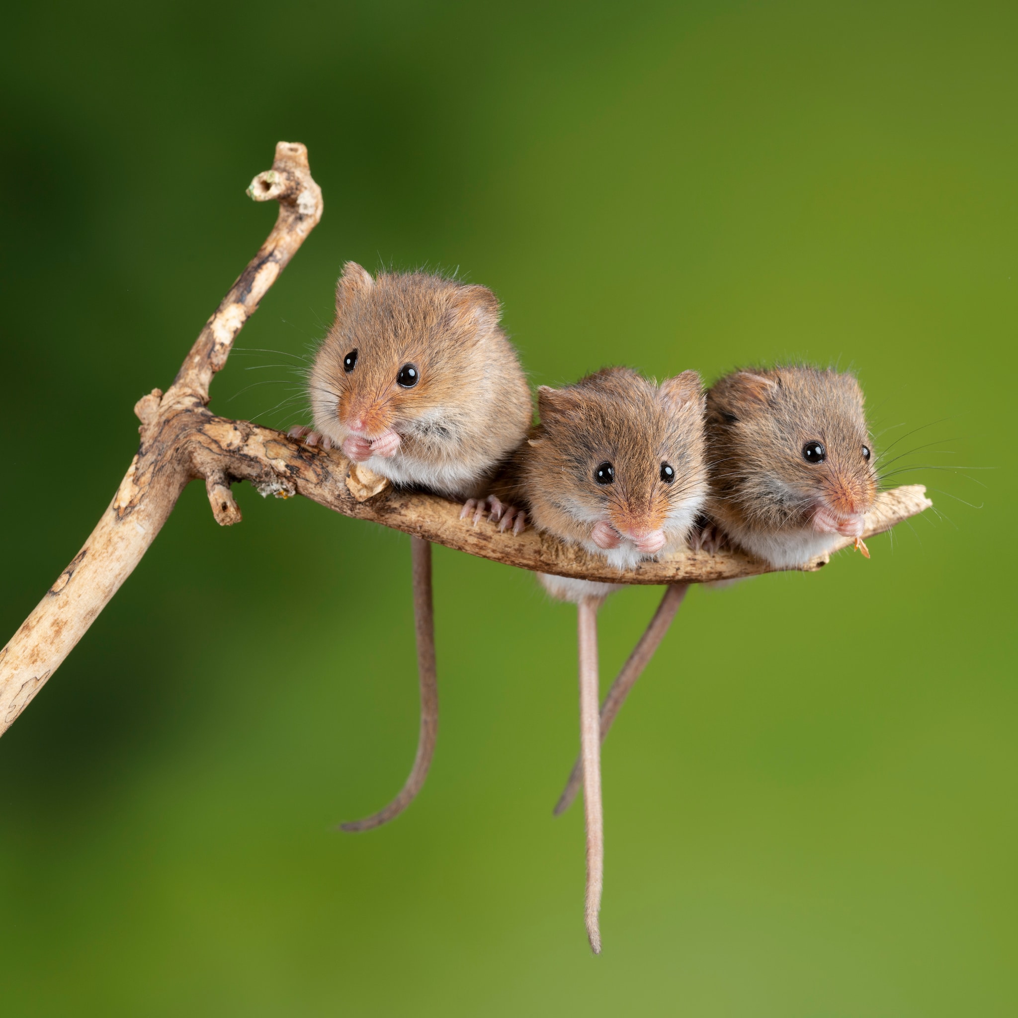 Dokters in de dierenwereld: Muizen trekken aan tongen - Kidsweek