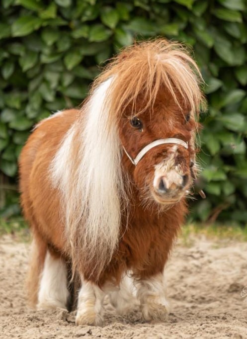 Minipaard wint record kleinste paard ter wereld - Kidsweek