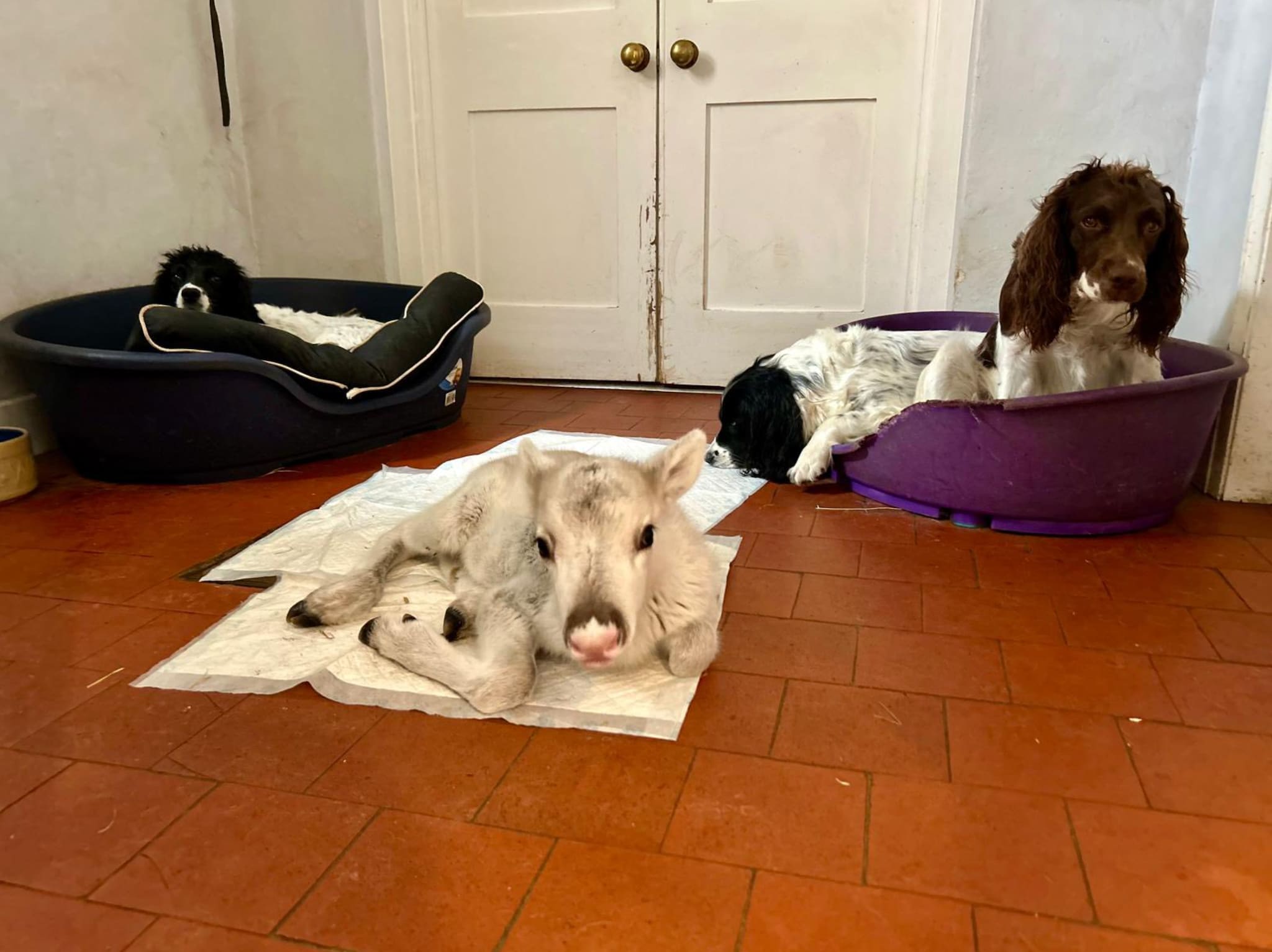 Rendier Lars denkt dat hij een hond is - Kidsweek