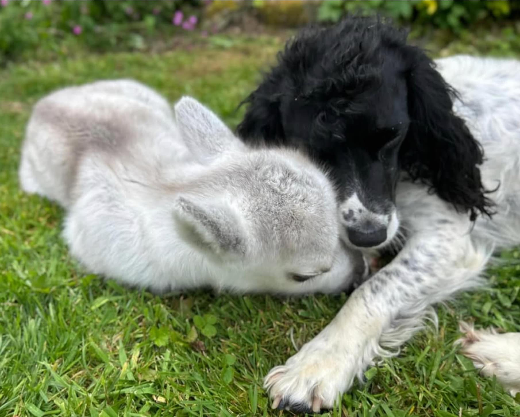 Rendier Lars denkt dat hij een hond is - Kidsweek