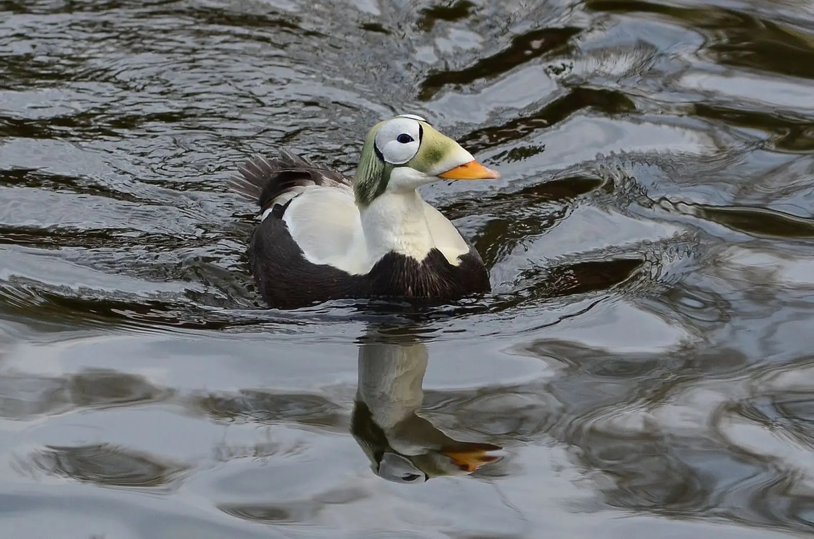 Zeldzame zee-eend gespot bij Texel - Kidsweek