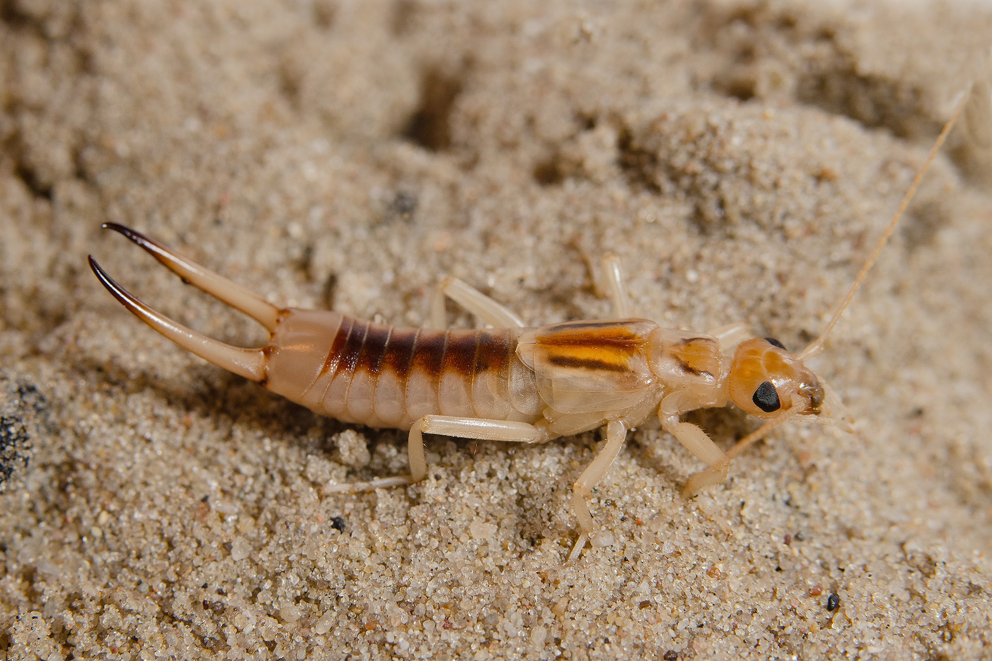 5x kanshebbers voor de Insect van het Jaar-verkiezing - Kidsweek