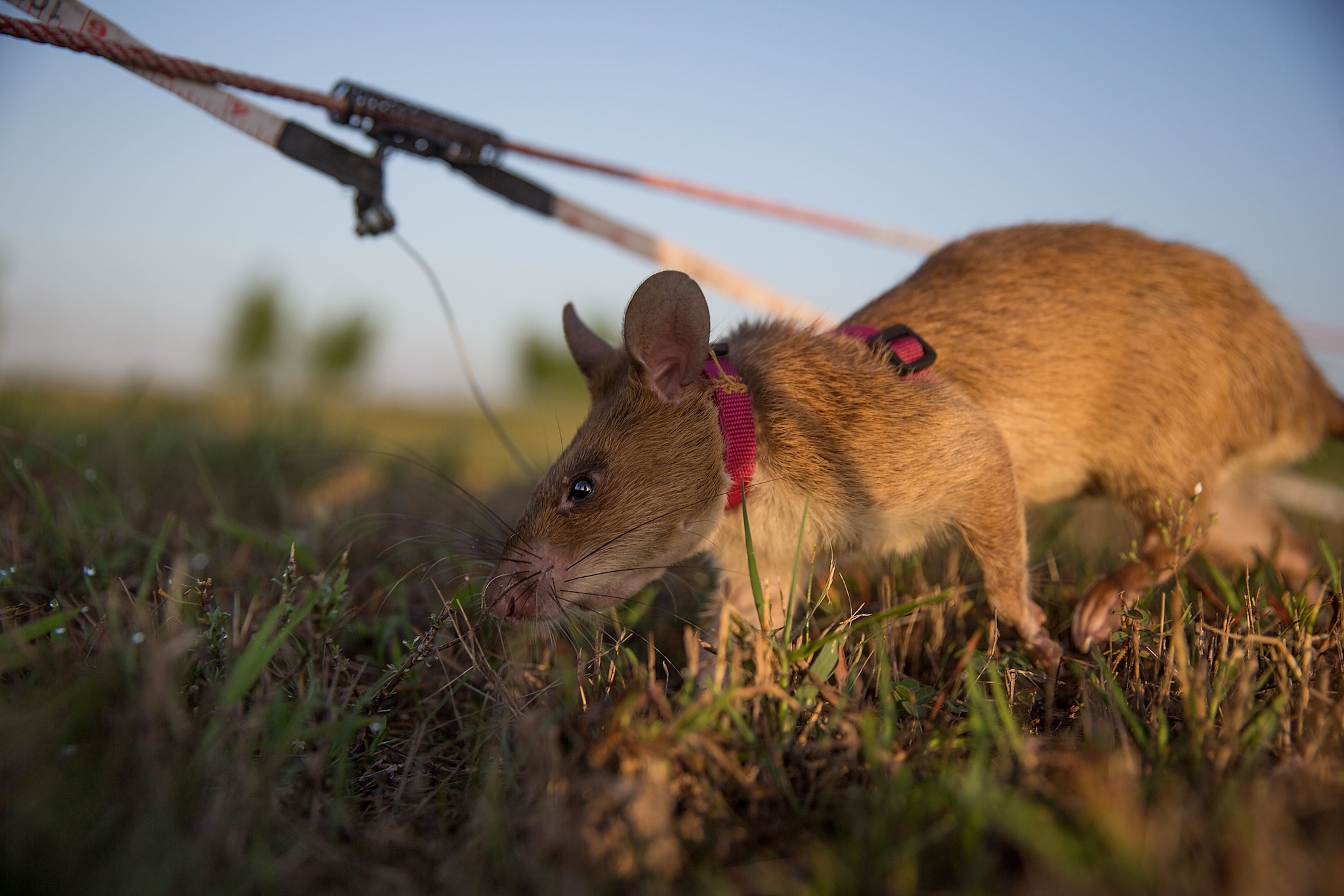 Alles over ratten! - Kidsweek