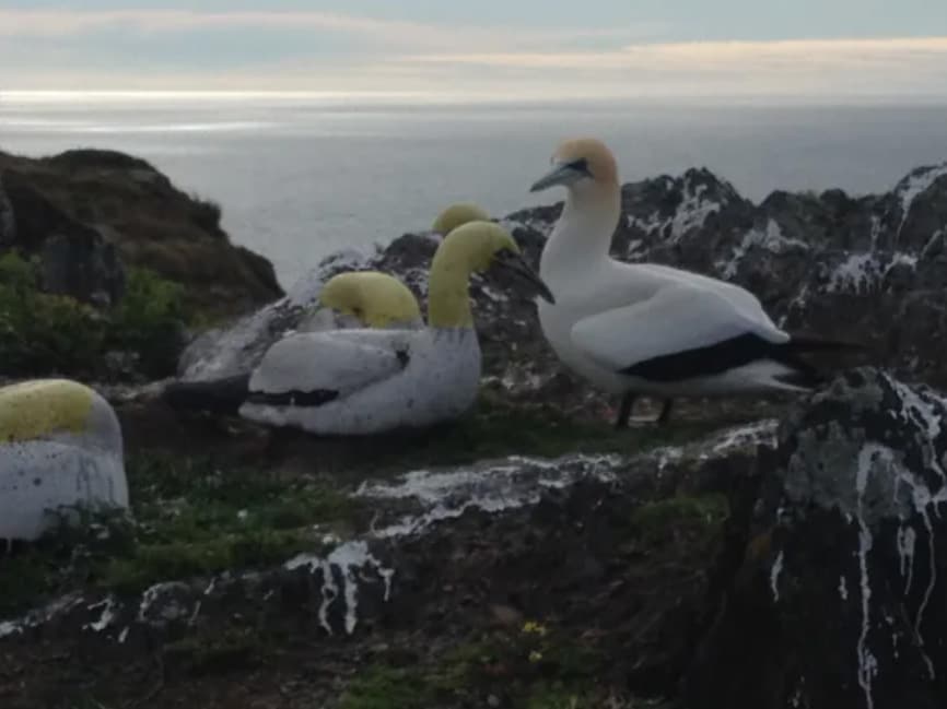 Papegaaiduikers terug op Iers eiland door plastic vogels - Kidsweek