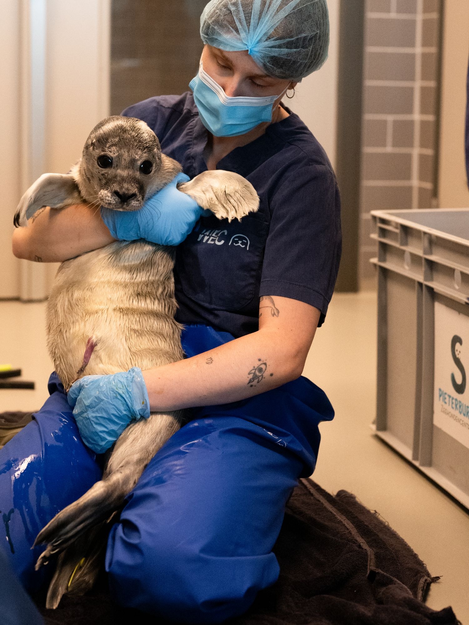 Eerste zeehondenpup van deze zomer gered: Matcha zocht hulp bij ...