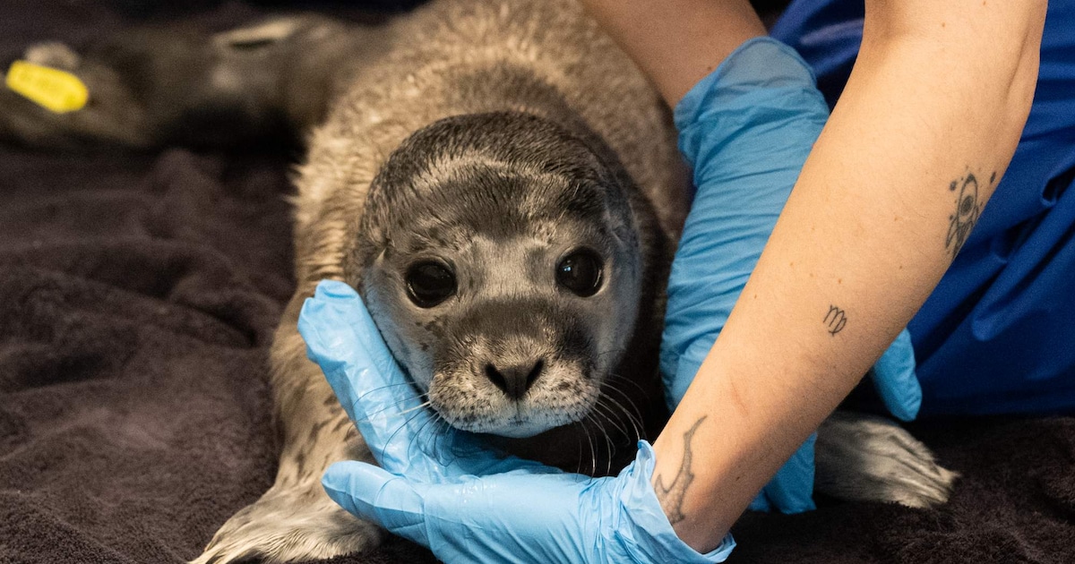 Eerste zeehondenpup van deze zomer gered: Matcha zocht hulp bij ...