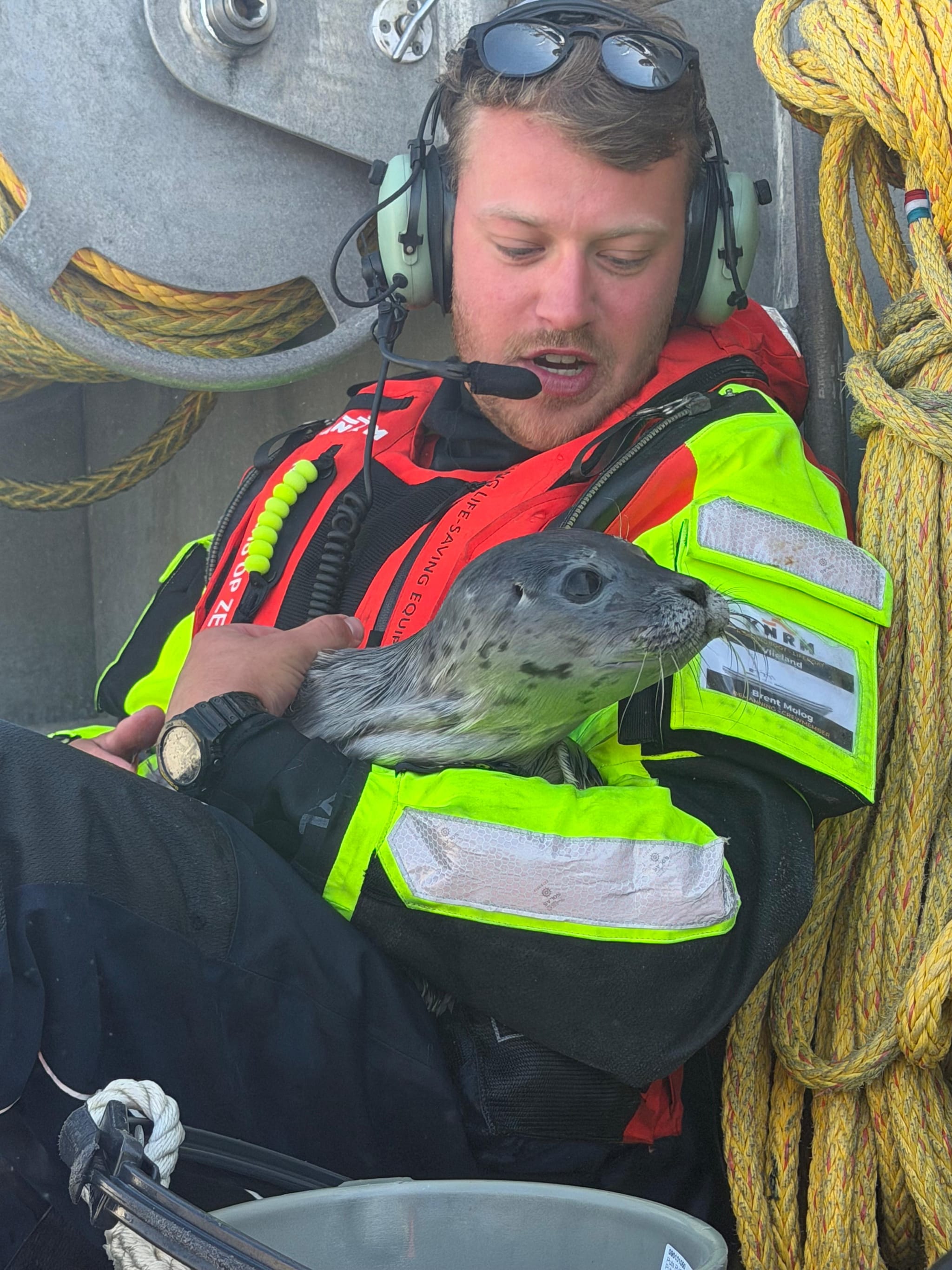 Eerste zeehondenpup van deze zomer gered: Matcha zocht hulp bij ...