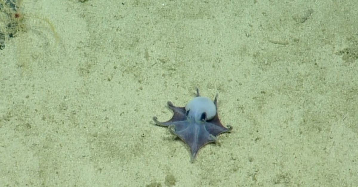 Piepkleine octopus ontdekt bij Galápagos-eilanden - Kidsweek