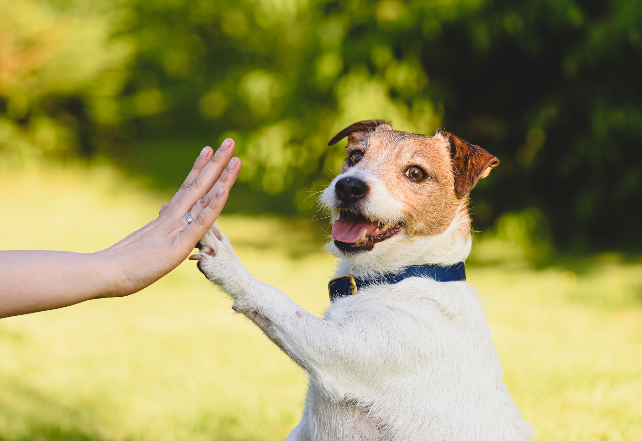 Is jouw hond linkspotig of rechtspotig? - Kidsweek