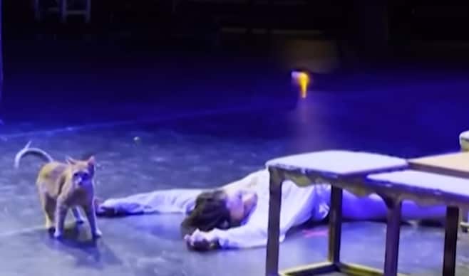 Kat verstoort balletvoorstelling - Kidsweek